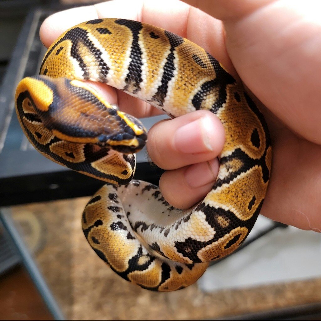 One pretty normal (possible double het) - Ball Pythons - MorphMarket ...