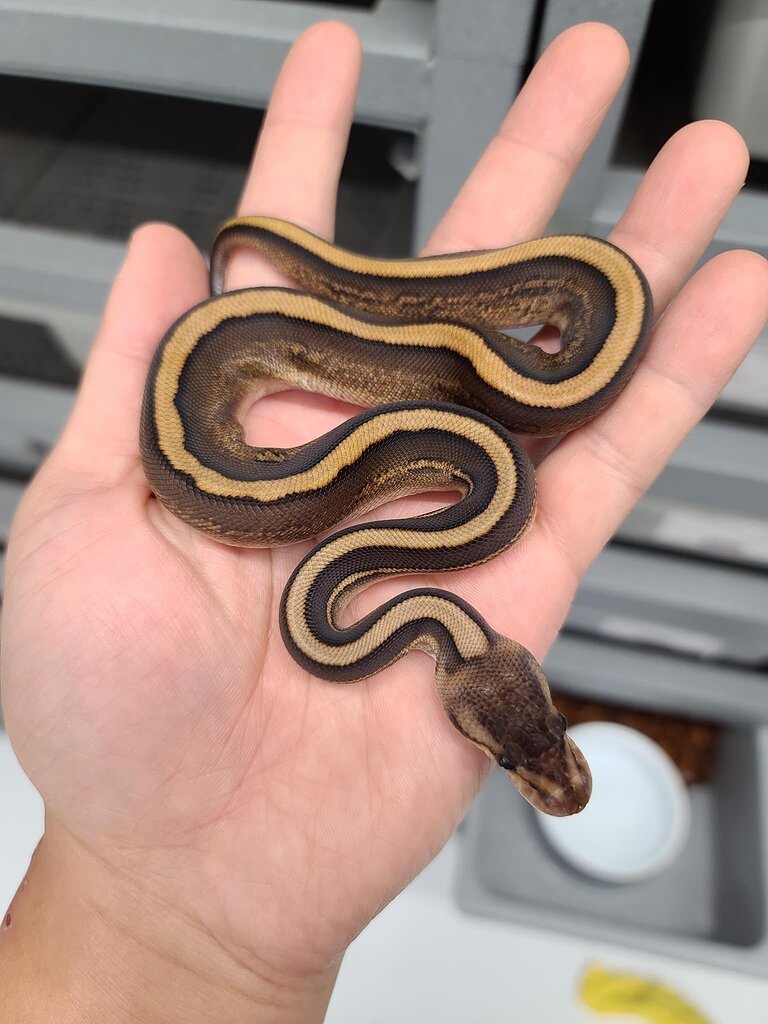 Can I see some Cypress and/or Redstripe combos? - Ball Pythons ...