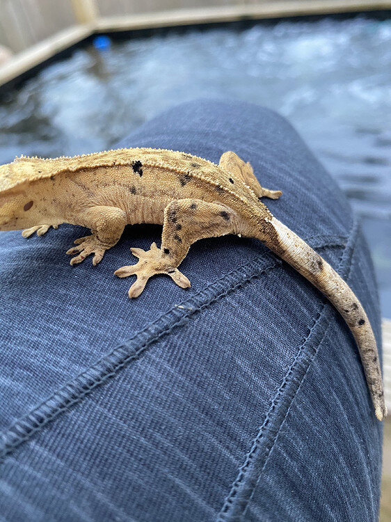Finally some pics of Spike! - Crested Geckos - MorphMarket Reptile ...