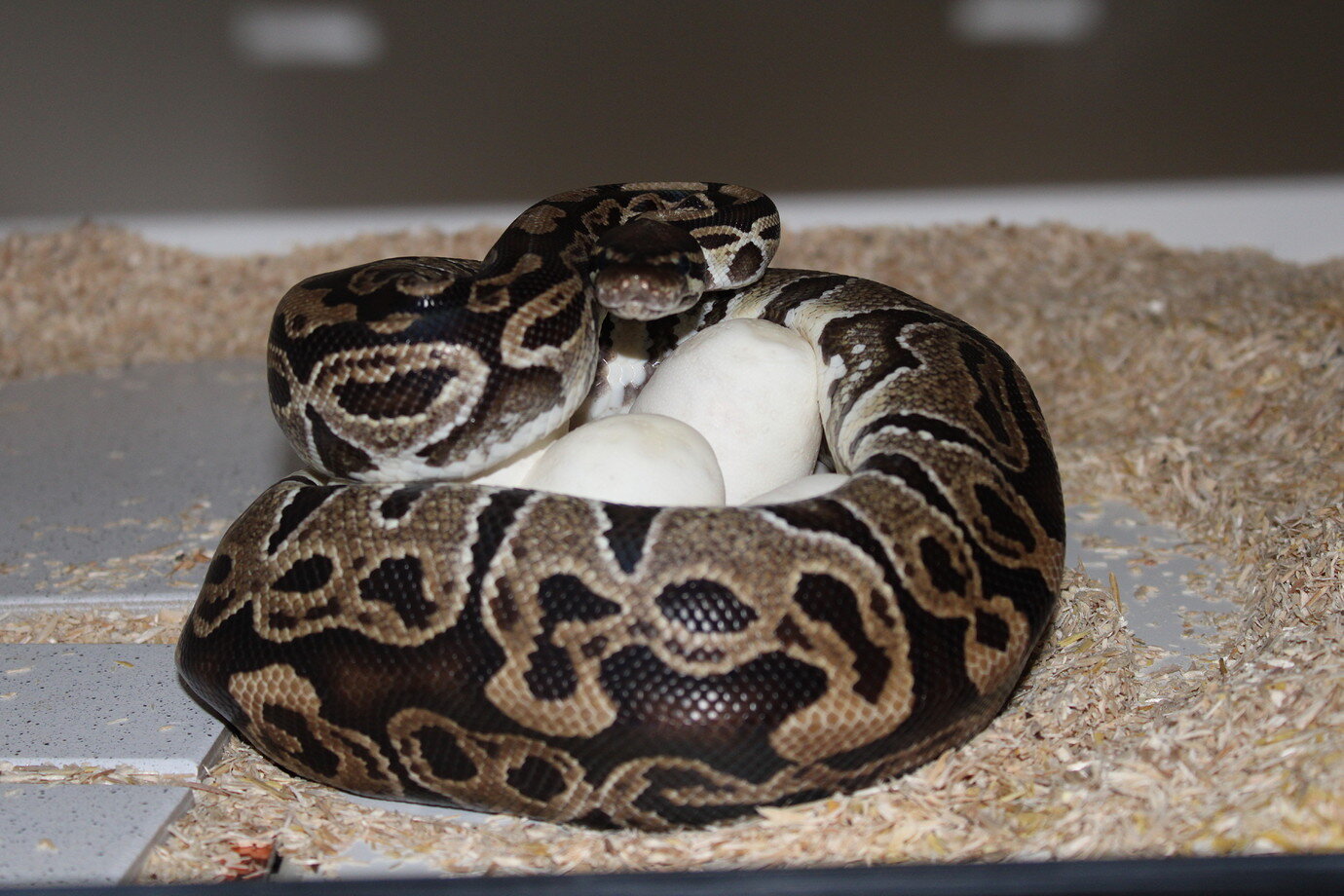 The Hurricane Season 2021 - Ball Pythons - MorphMarket Reptile Community