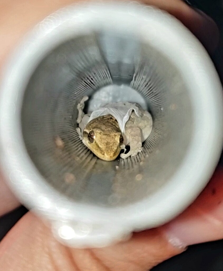 Itty bitty Gecko shed onesie - Other Geckos - MorphMarket Reptile Community