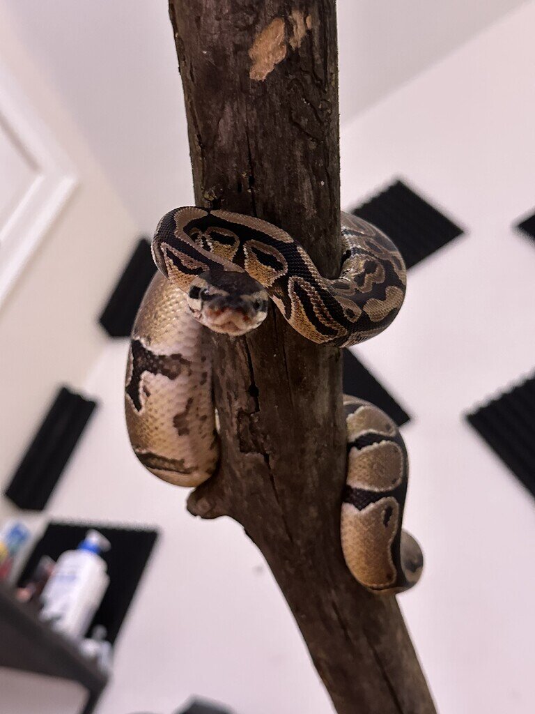 For python lovers - Ball Pythons - MorphMarket Reptile Community