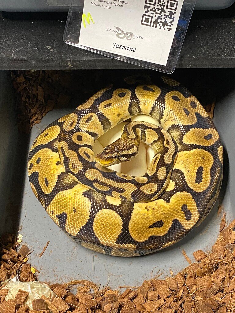Clutch 2- 2022 - Ball Pythons - MorphMarket Reptile Community