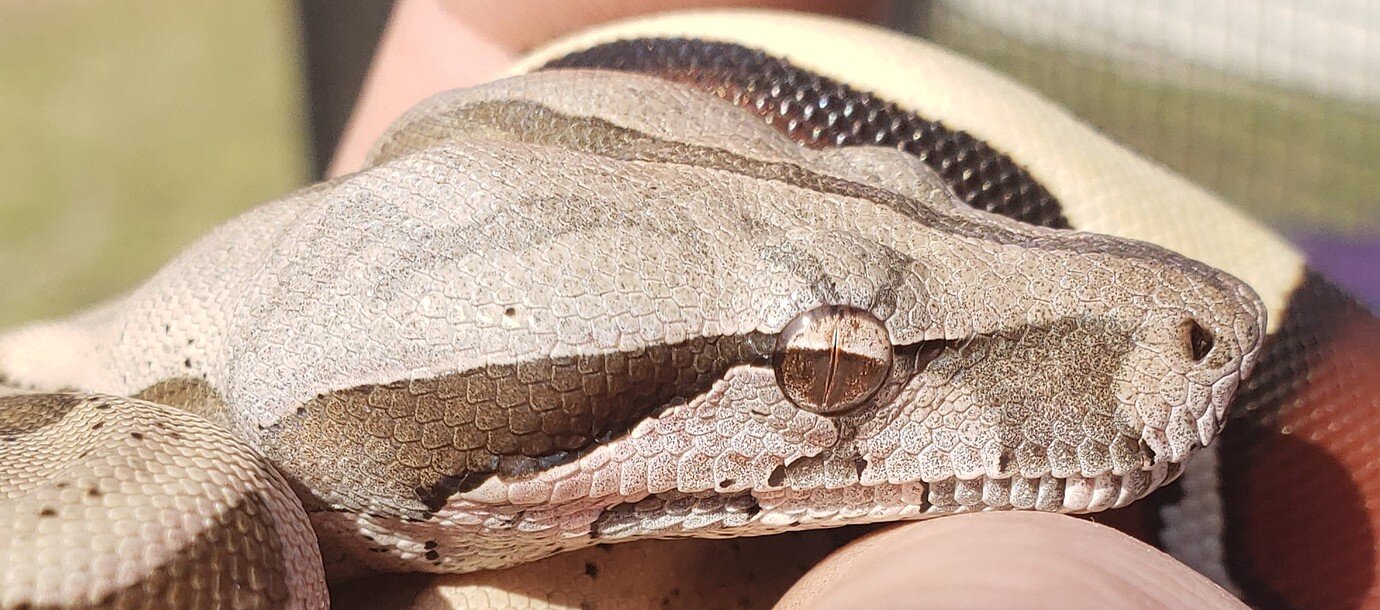 What is your most expensive (rare) boa? 💸 - Boa Constrictors ...
