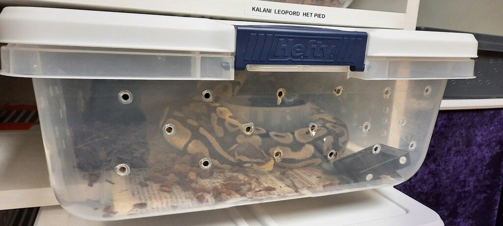 Bowl wrapping and breeding timeline? - Ball Pythons - MorphMarket ...