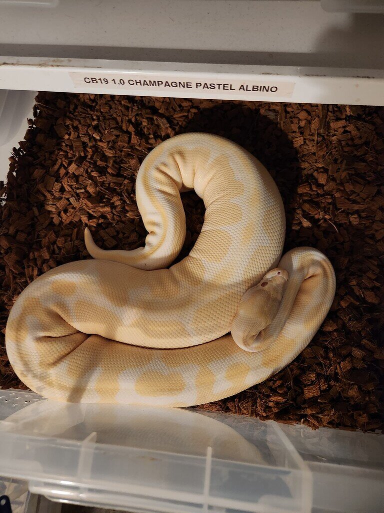 Poss gravid help - Ball Pythons - MorphMarket Reptile Community