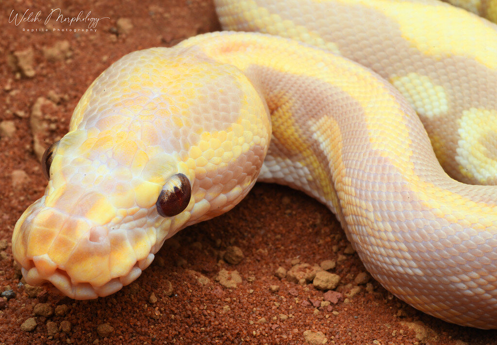 A Candi for Candy - Ball Pythons - MorphMarket Reptile Community