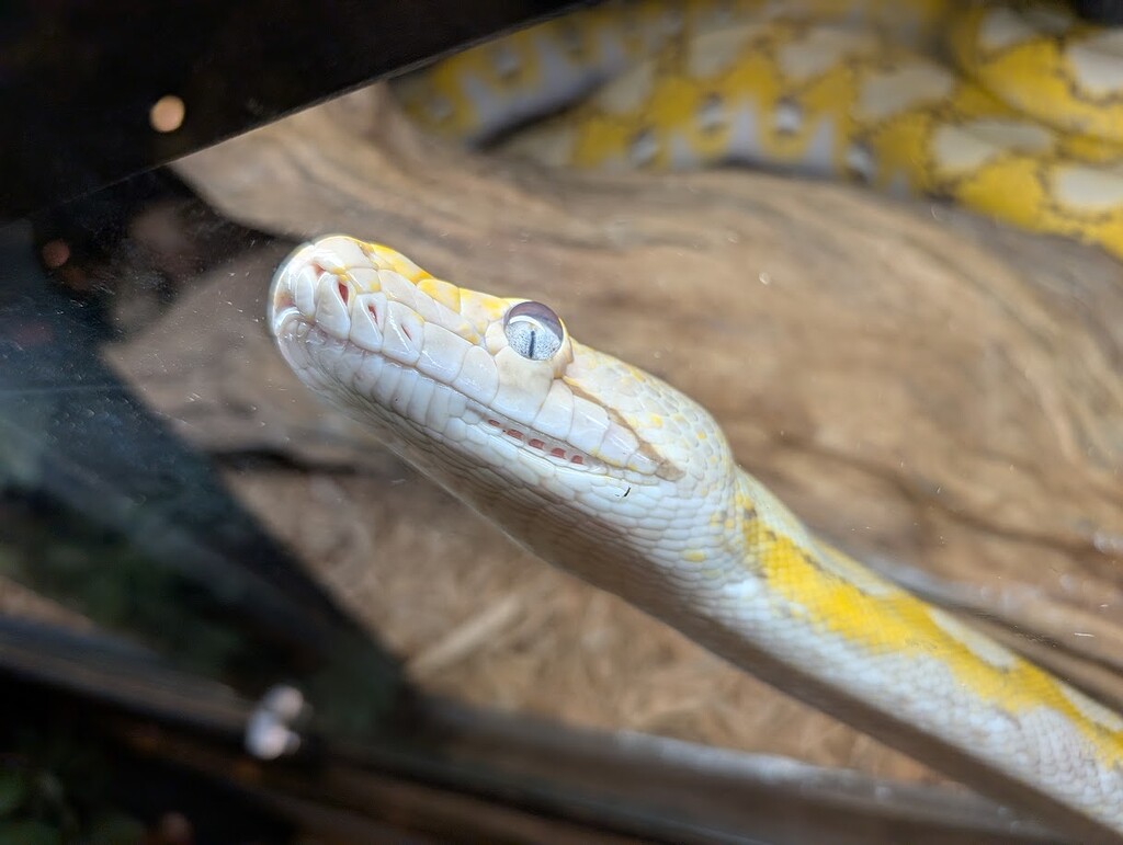 What's wrong with this retic's eye? - Reticulated Pythons - MorphMarket ...