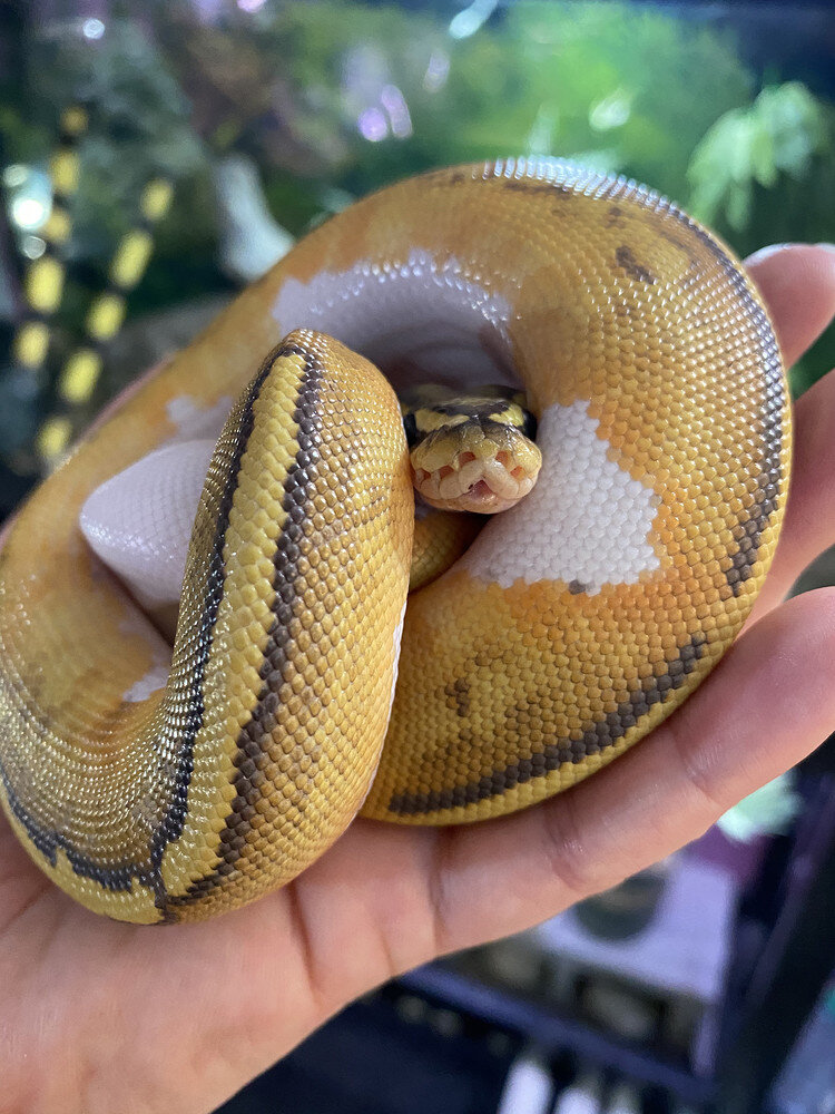 Just want to share my balls - Ball Pythons - MorphMarket Reptile Community