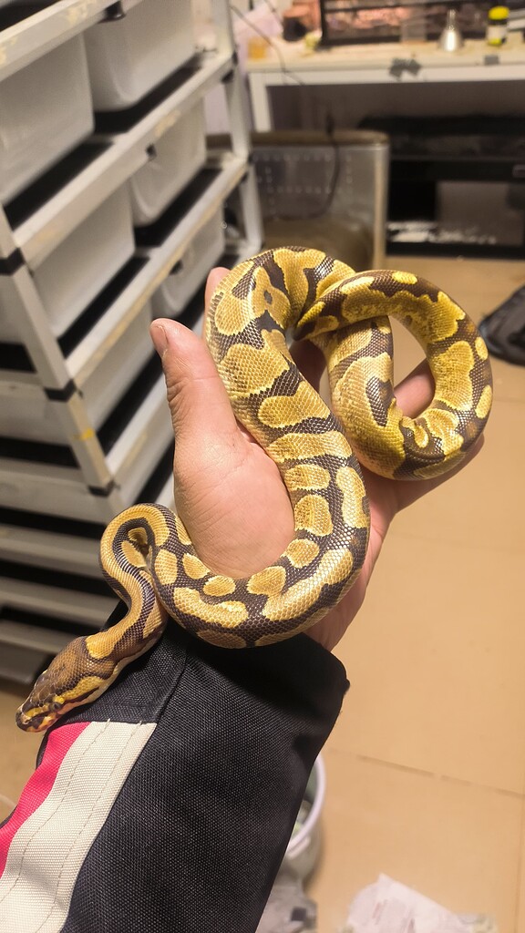 Is she a mojave calico？ - Ball Pythons - MorphMarket Reptile Community