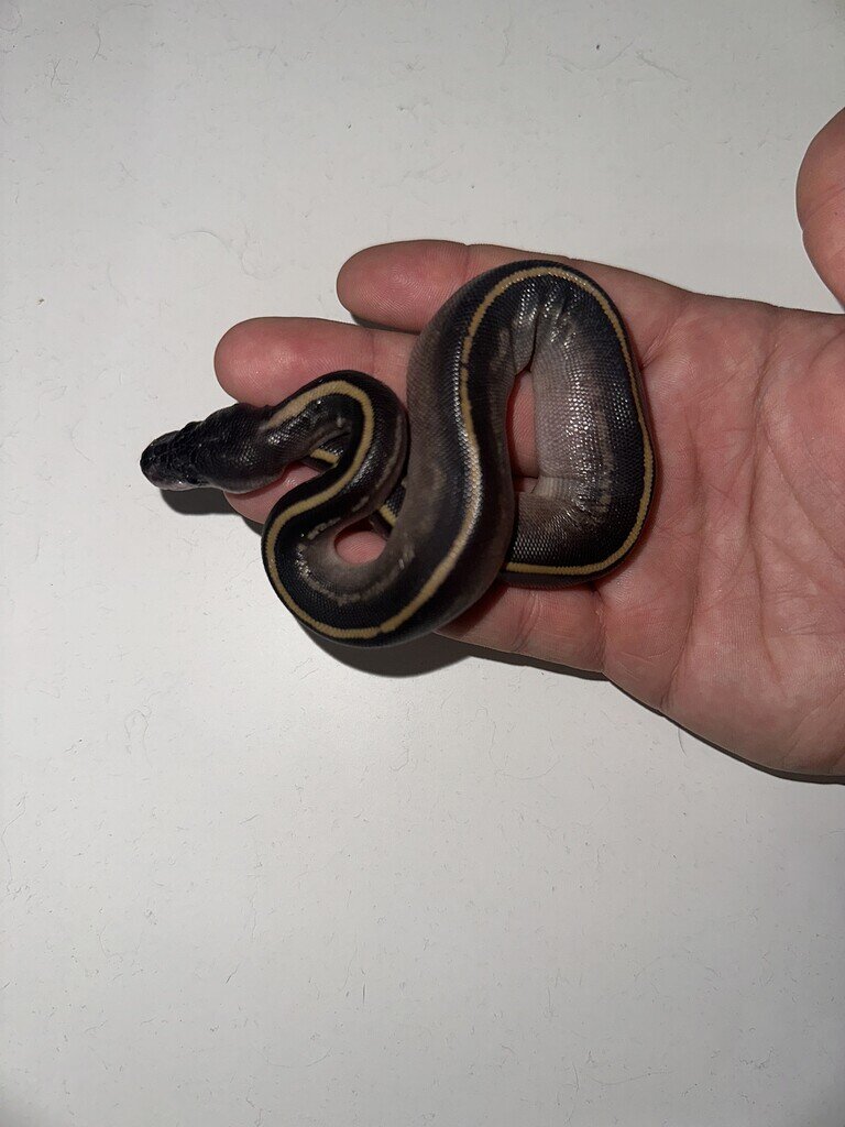 New Wookie Combo (KRRSANTAN) - Ball Pythons - MorphMarket Reptile Community