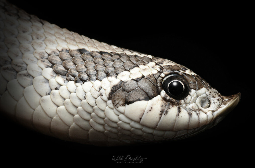 Axanthic conda - Hognose Snakes - MorphMarket Reptile Community