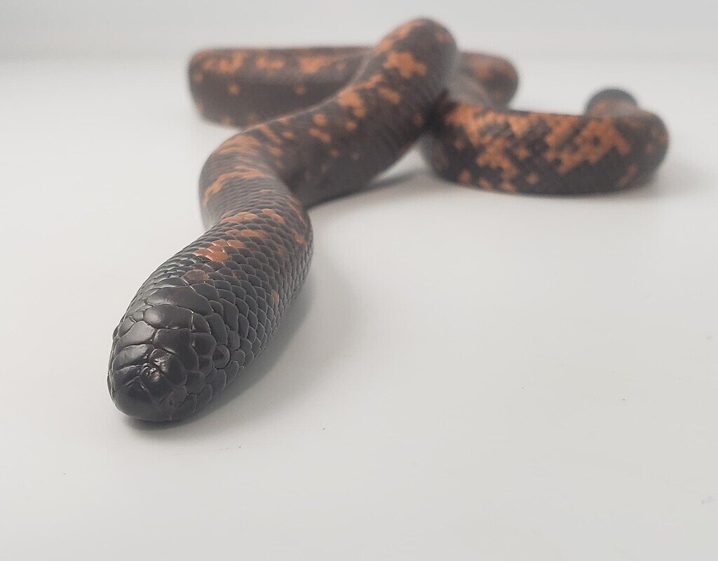 My first boa - Boas - MorphMarket Reptile Community