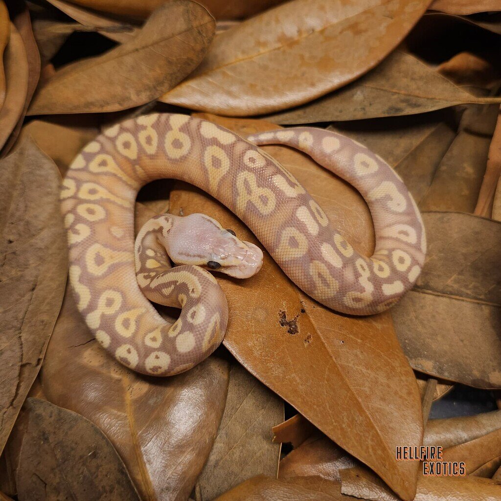 Banana Pastel Yb or Asphalt Phantom - Ball Pythons - MorphMarket Reptile Community