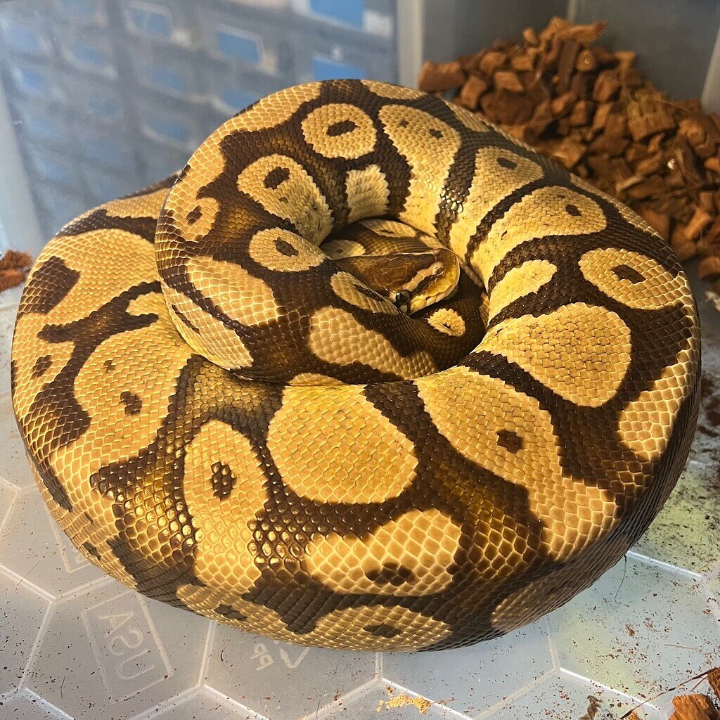 9 Big Beauties 1 little Ugly 😍 - Ball Pythons - MorphMarket Reptile ...