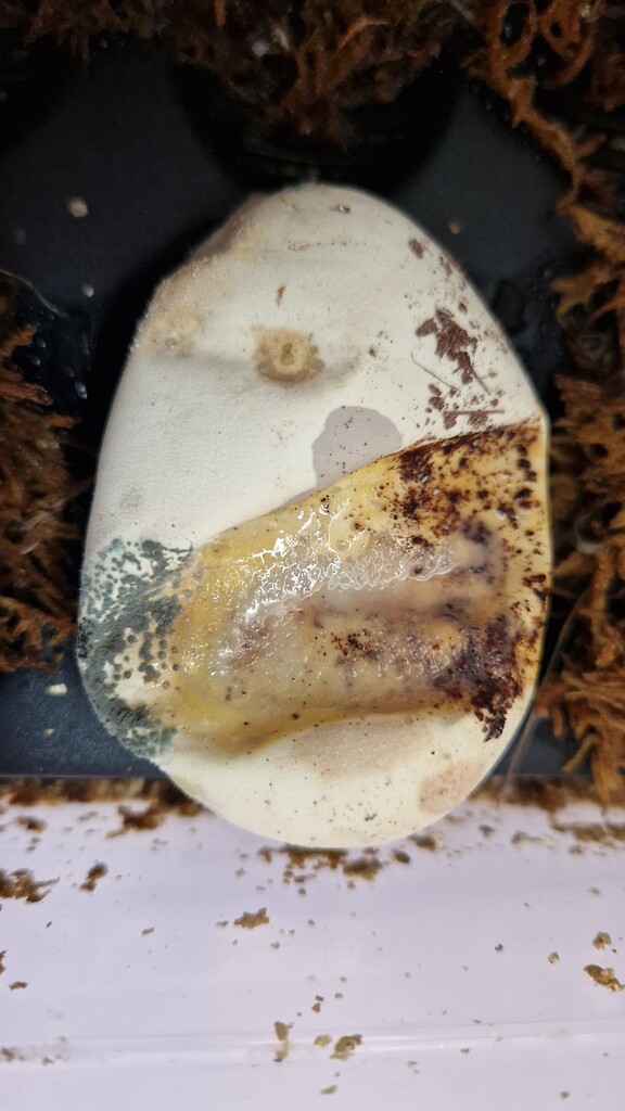 Any idea what happend to this egg? - Ball Pythons - MorphMarket Reptile ...