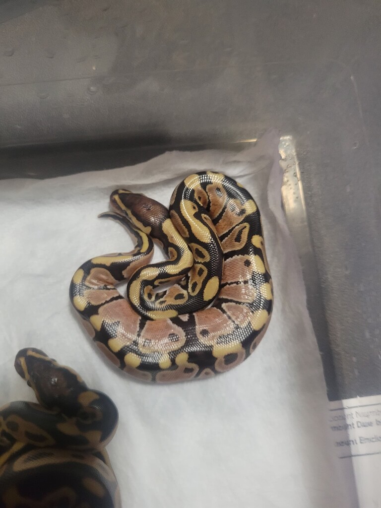 Morph identification help plz - Ball Pythons - MorphMarket Reptile ...