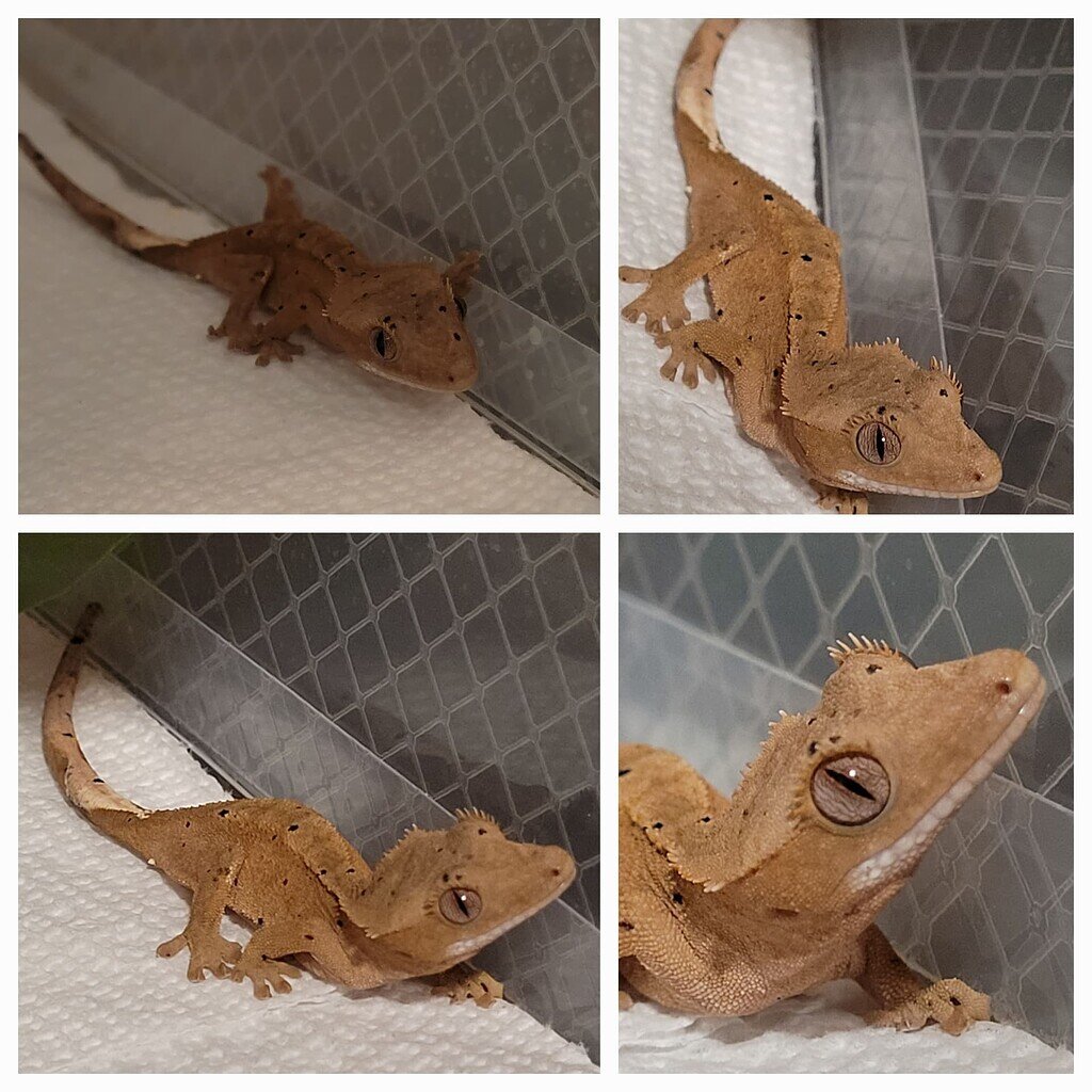 Morph and Traits? - Crested Geckos - MorphMarket Reptile Community