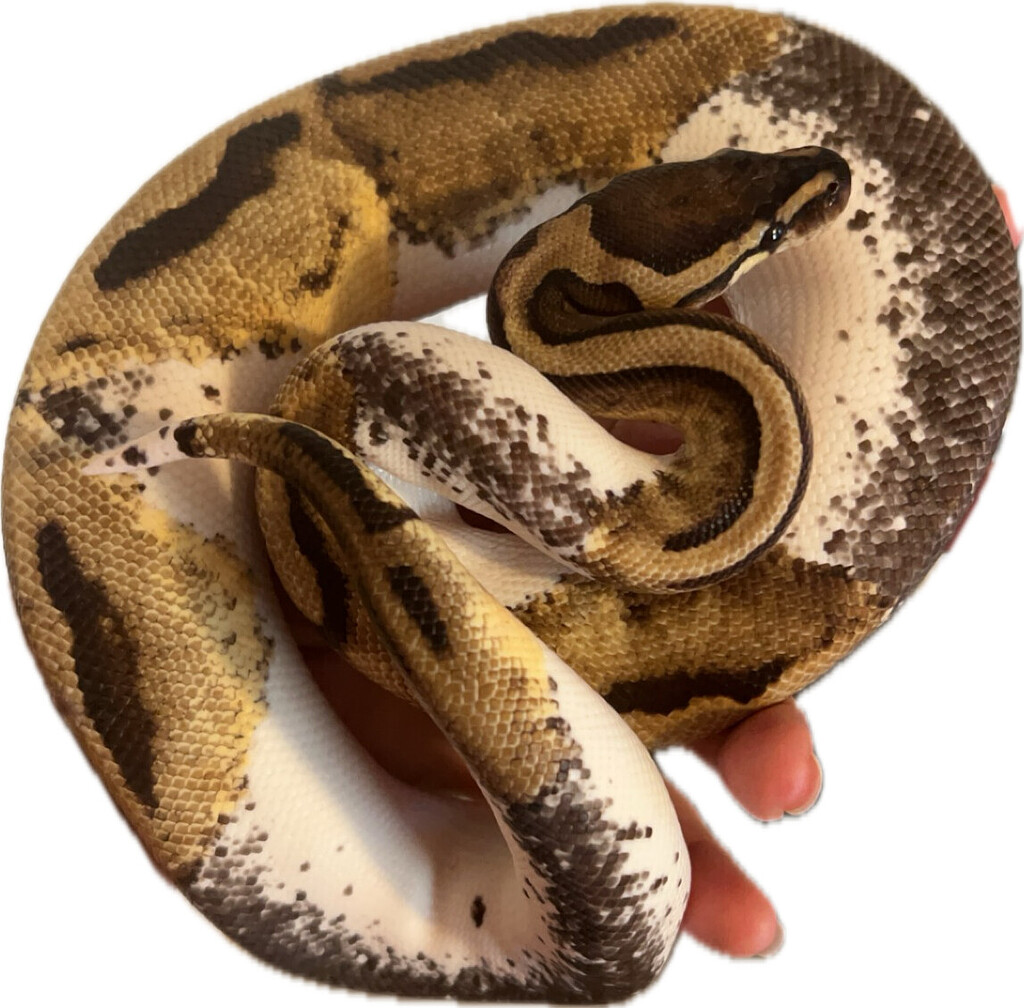 Morph guesses? - Ball Pythons - MorphMarket Reptile Community
