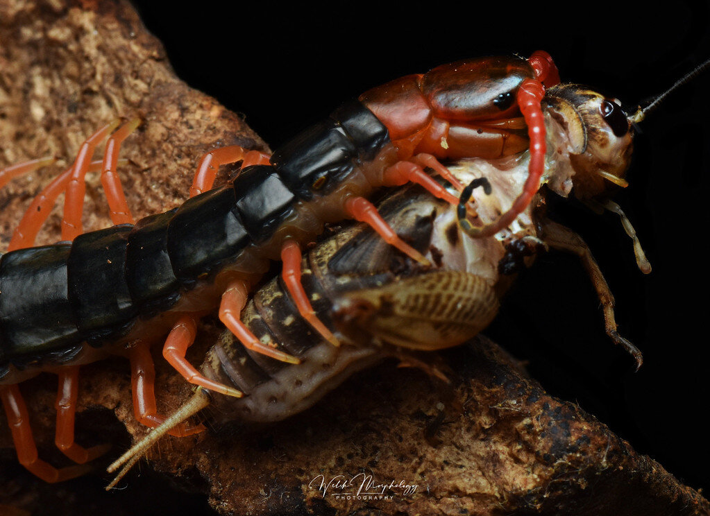 Many many legs - Arthropods - MorphMarket Reptile Community