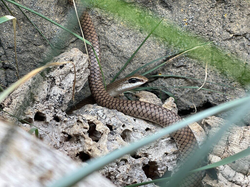 A rare pic of this guy - Other Colubrids - MorphMarket Reptile Community