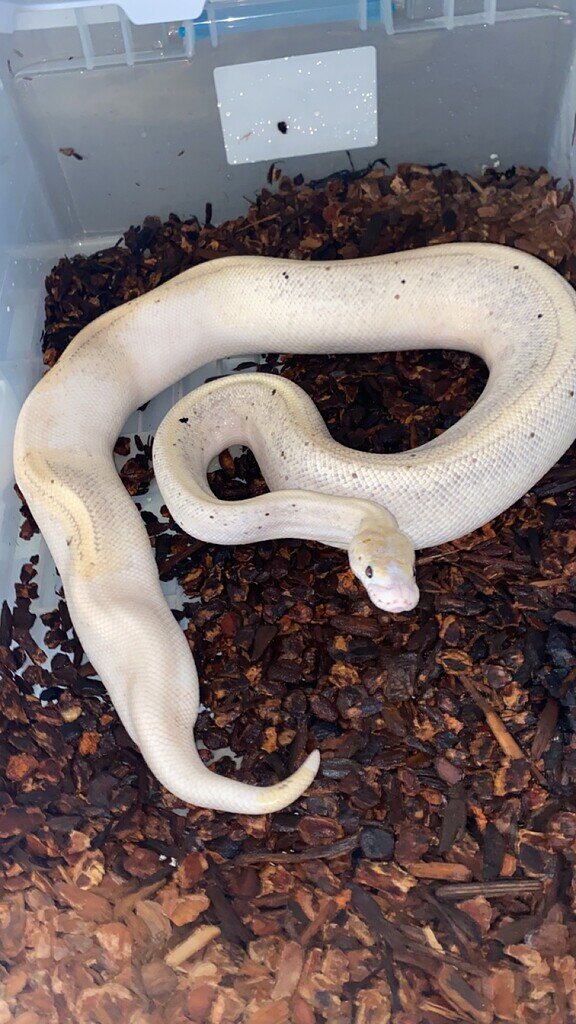 First year breeding - Ball Pythons - MorphMarket Reptile Community