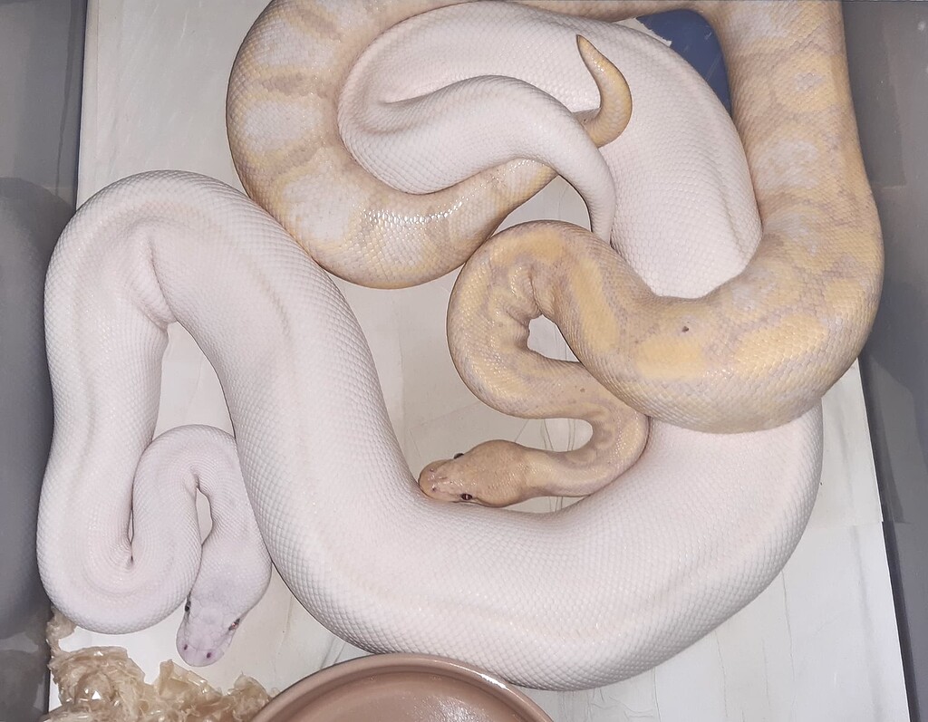 Male reluctant to mate or lock - Ball Pythons - MorphMarket Reptile Community