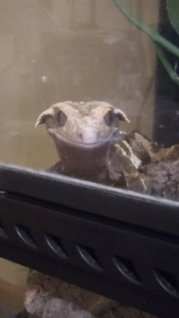 How valuable/significant is my gecko's floppy crest trait? - Crested ...