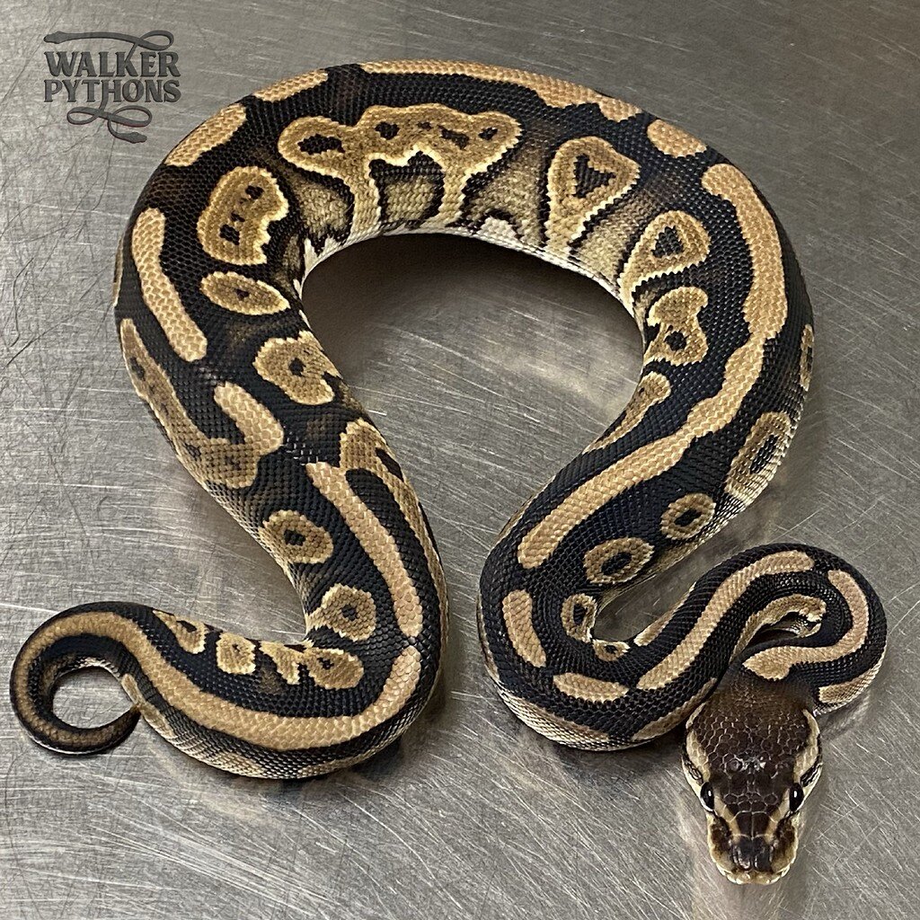 Closed Auction Cinnamon het Pied Male M4 - Auction for Reptile Relief ...