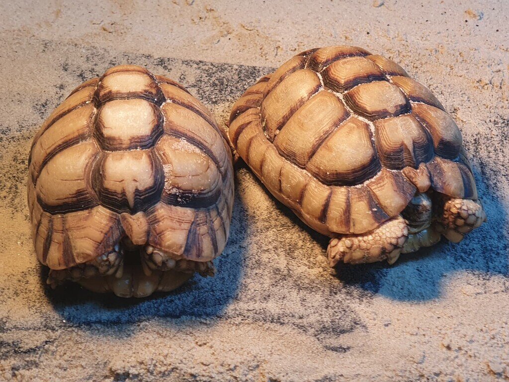 New Egyptian Tortoises - Other Reptiles - MorphMarket Reptile Community