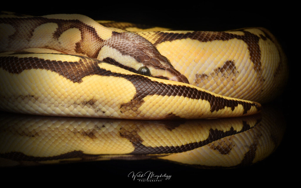 Firefly sugar het clown - Ball Pythons - MorphMarket Reptile Community