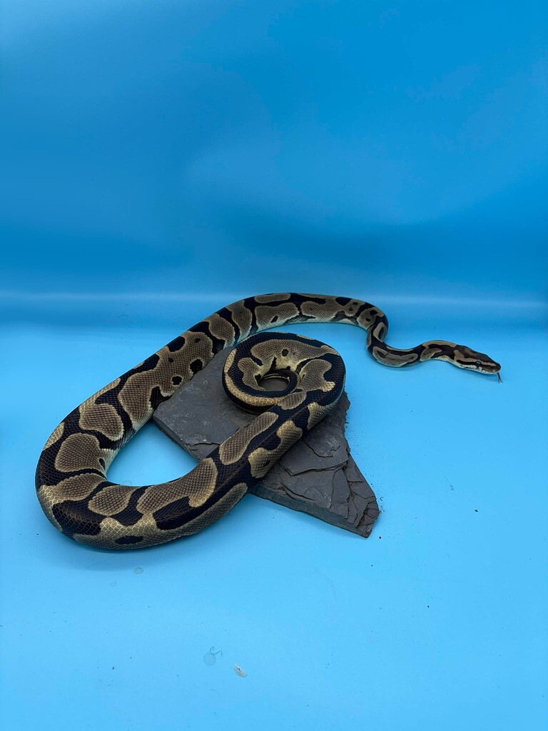 Gene ID help (again) - Ball Pythons - MorphMarket Reptile Community