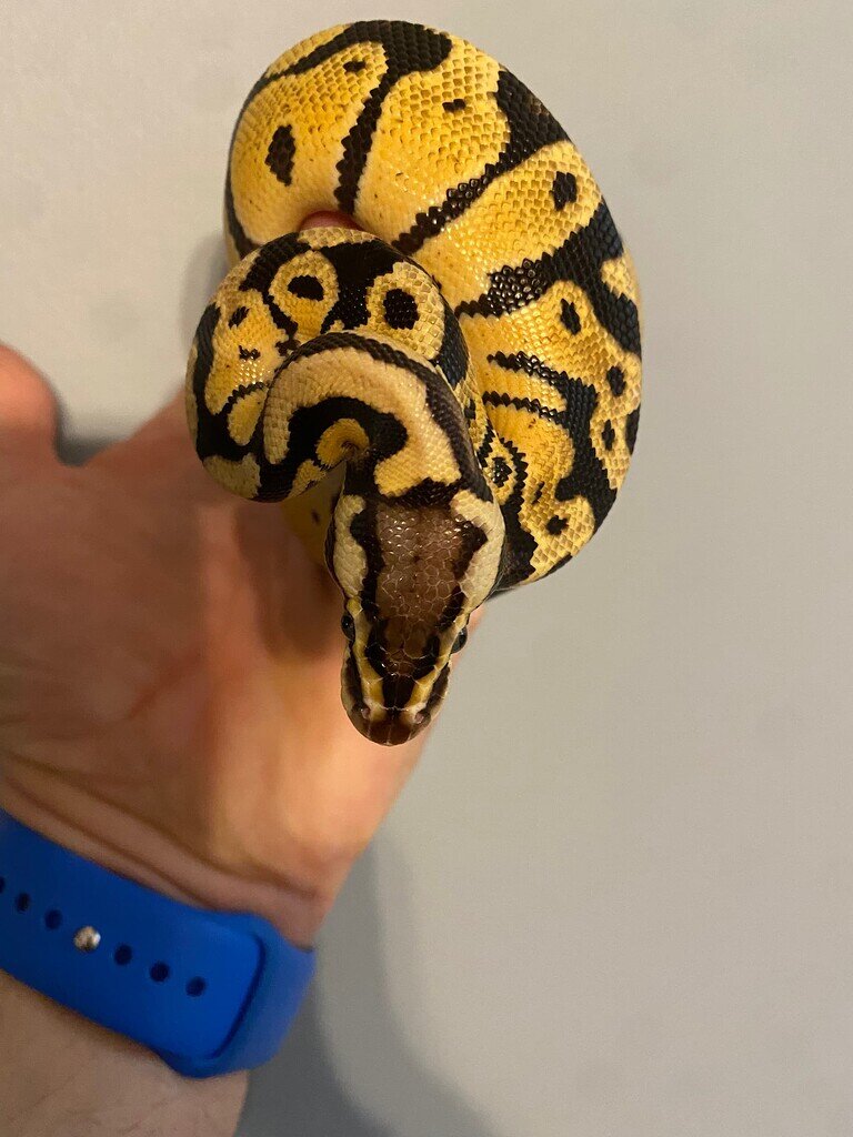 ID help please. I have an idea but not sure - Ball Pythons ...