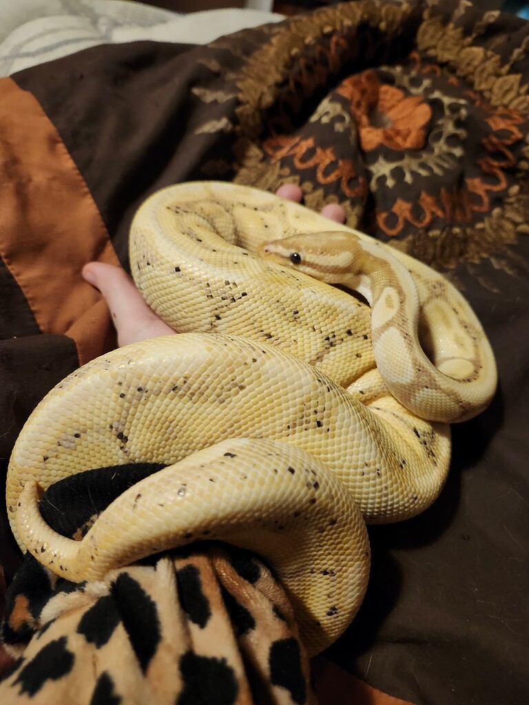 Showing off my only bp - Ball Pythons - MorphMarket Reptile Community