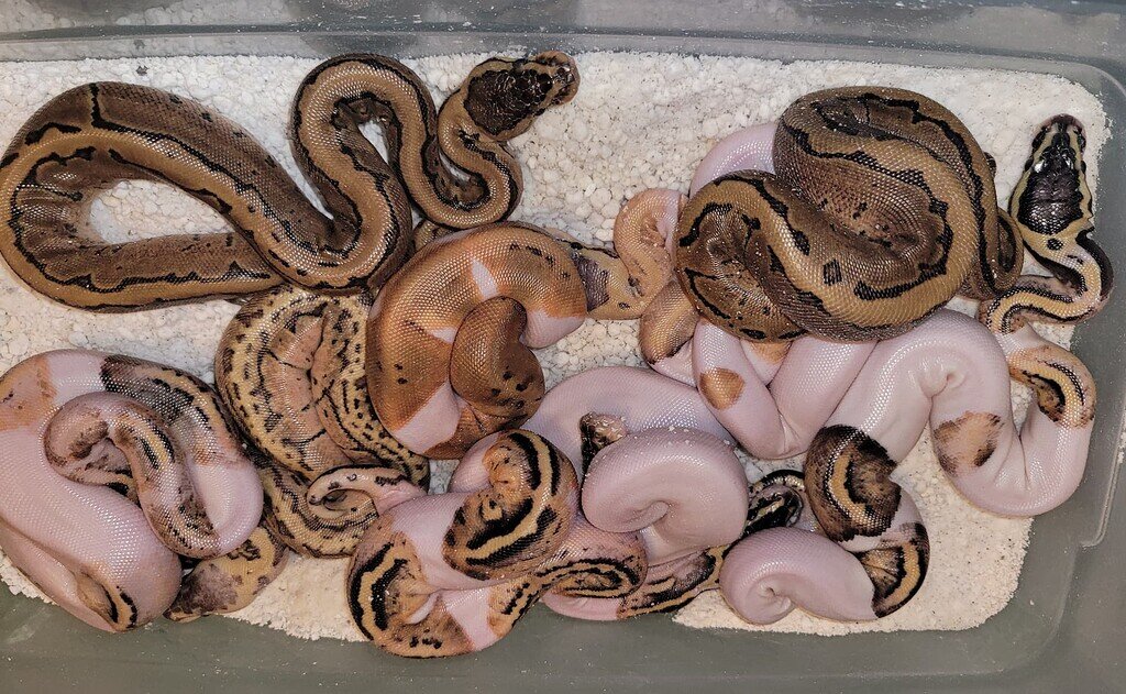 Third Clutch of the Season - Ball Pythons - MorphMarket Reptile Community