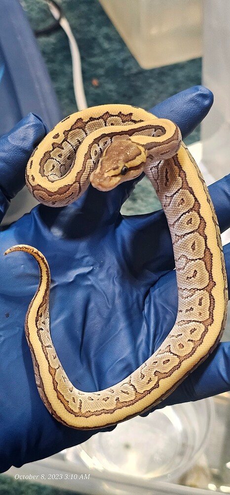 Shocked to have hatched truly purple snakes! - Ball Pythons ...