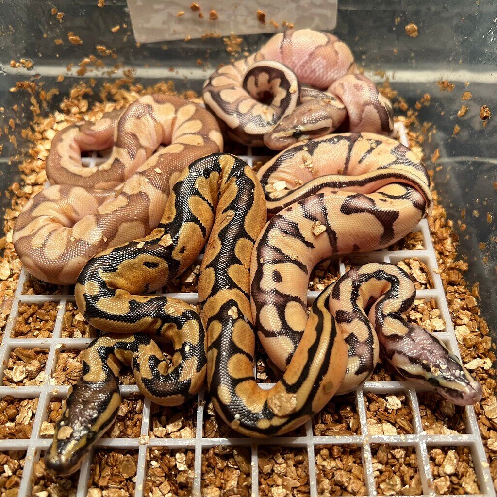 TORNADO x DG Combo - Ball Pythons - MorphMarket Reptile Community