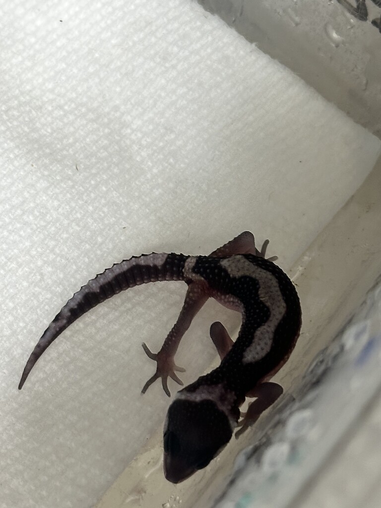 Help with genetics - Leopard Geckos - MorphMarket Reptile Community