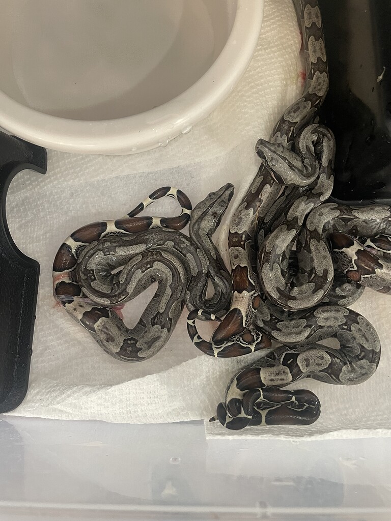 Fresh litter of Surinames - Boa Constrictors - MorphMarket Reptile ...