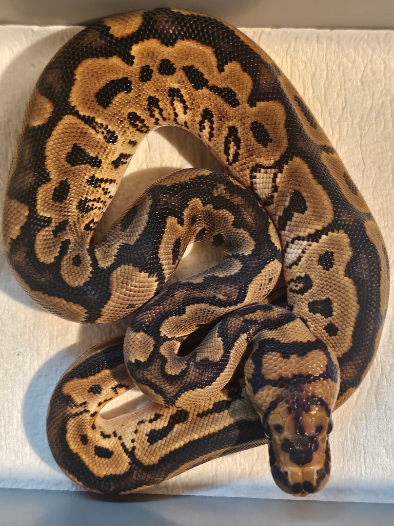 First Royal Python clutch morph ID help please 🙏 - Ball Pythons ...
