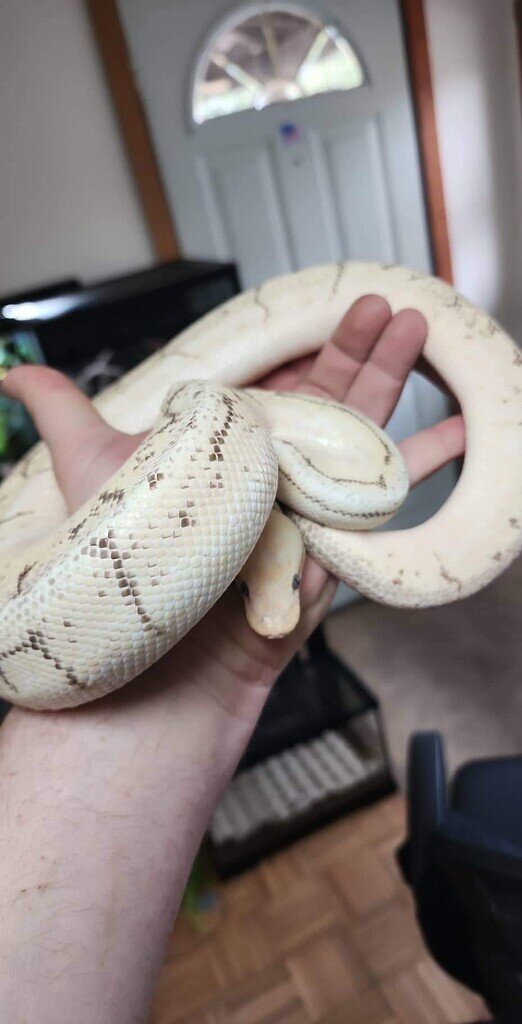 Morph ID on adopted snake - Ball Pythons - MorphMarket Reptile Community