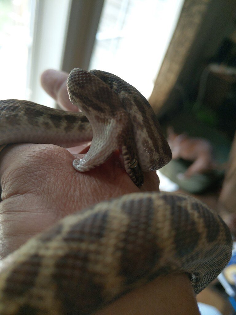 Stimson's python trying to eat - Other Pythons - MorphMarket Reptile ...