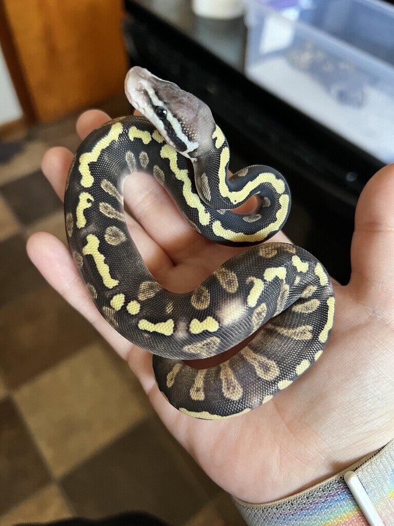 TRN 2023 Season IDs - Ball Pythons - MorphMarket Reptile Community