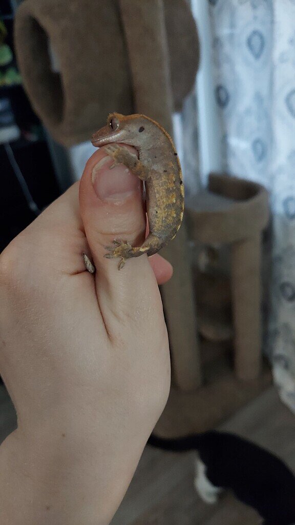 Toes Update + Pics - Crested Geckos - MorphMarket Reptile Community