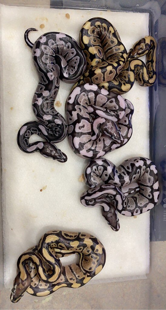 First visual axanthic clutch - Ball Pythons - MorphMarket Reptile Community