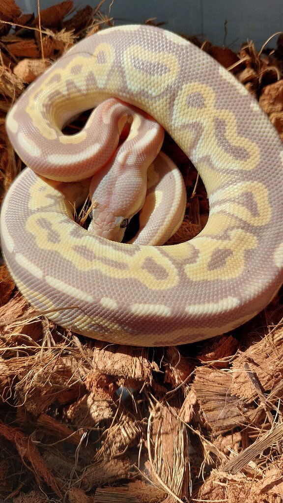 Identifying my banana - Ball Pythons - MorphMarket Reptile Community