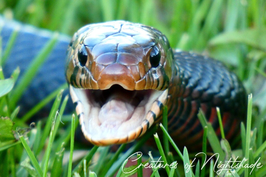 Silly Yawn, Stunning Eastern Indigo - Rat Snakes - MorphMarket Reptile ...