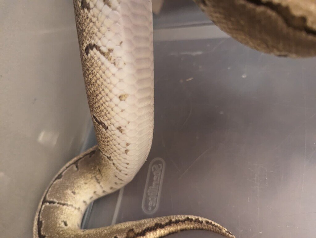 Identify new male - Ball Pythons - MorphMarket Reptile Community