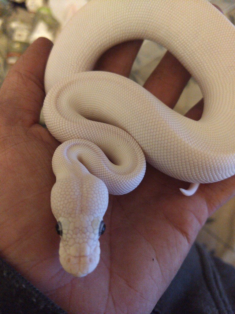 Meet Kilo my new super lesser - Ball Pythons - MorphMarket Reptile ...