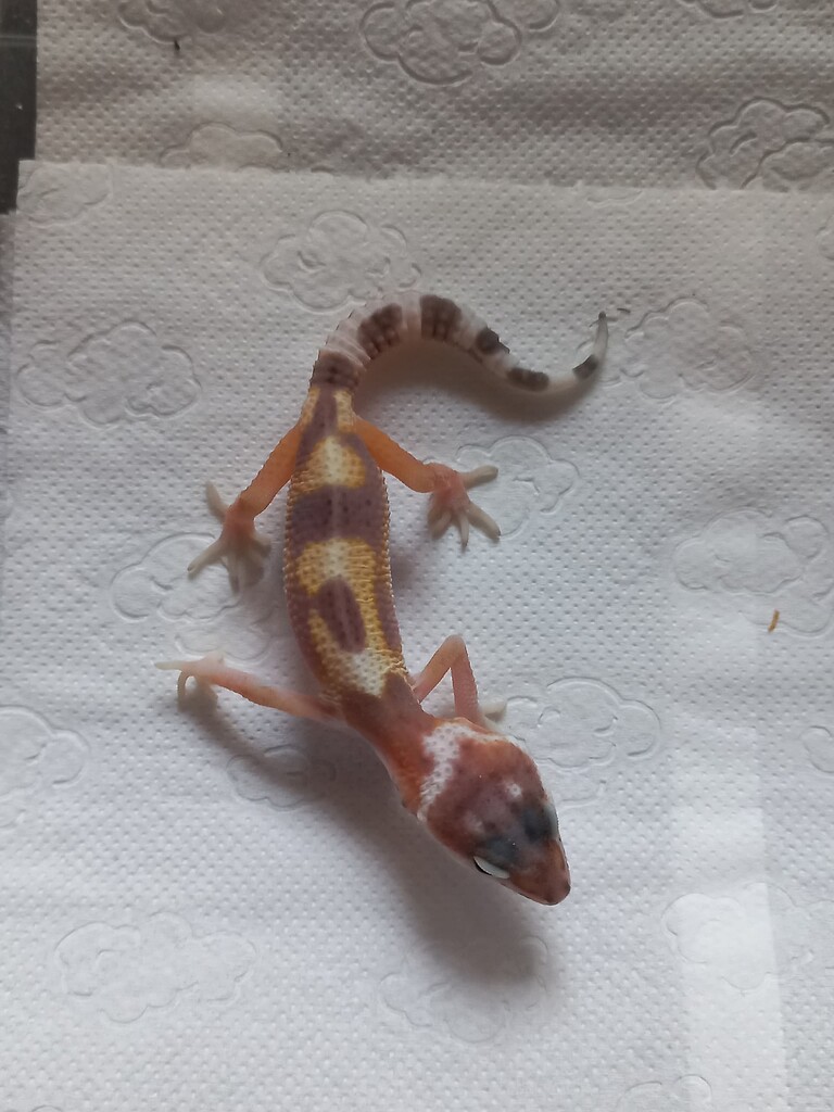 Leopard gecko ID morph - Leopard Geckos - MorphMarket Reptile Community
